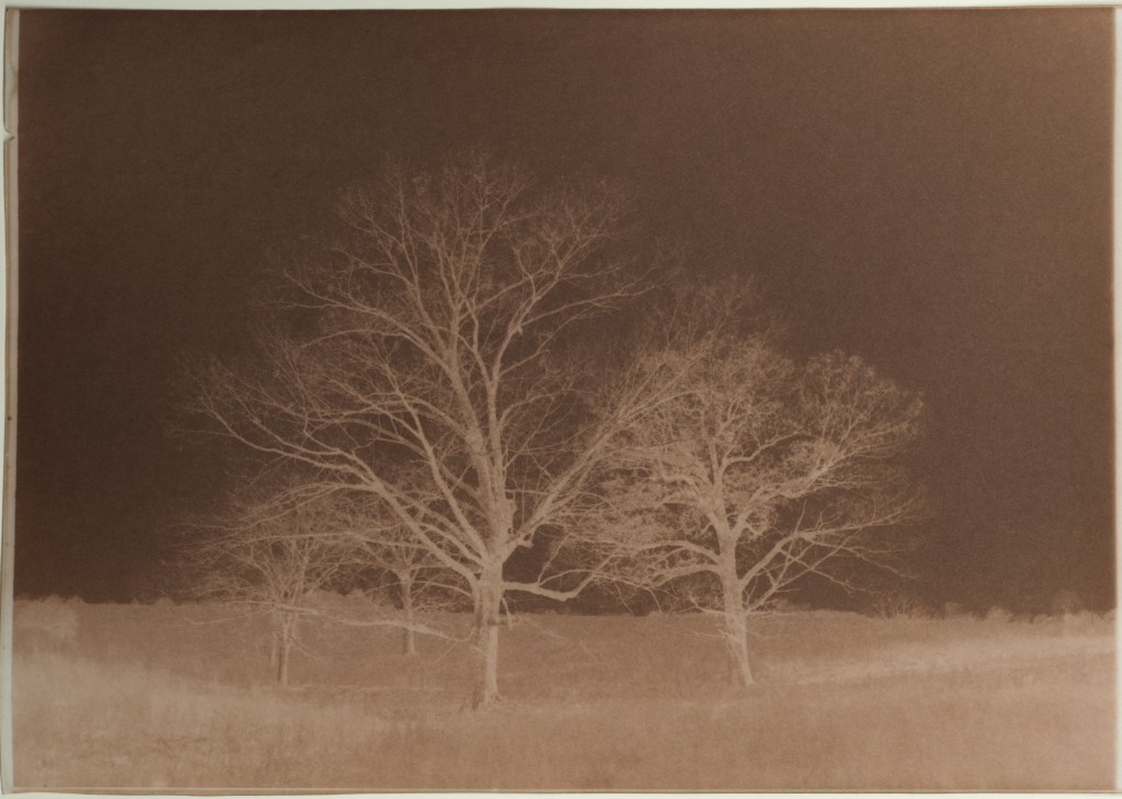 Calotype Paper Negatives – Tim Layton