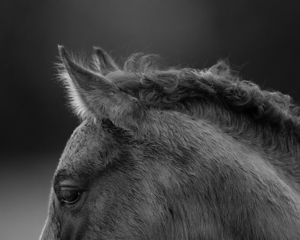 Tim Layton – Light, Silver & Wild Horses