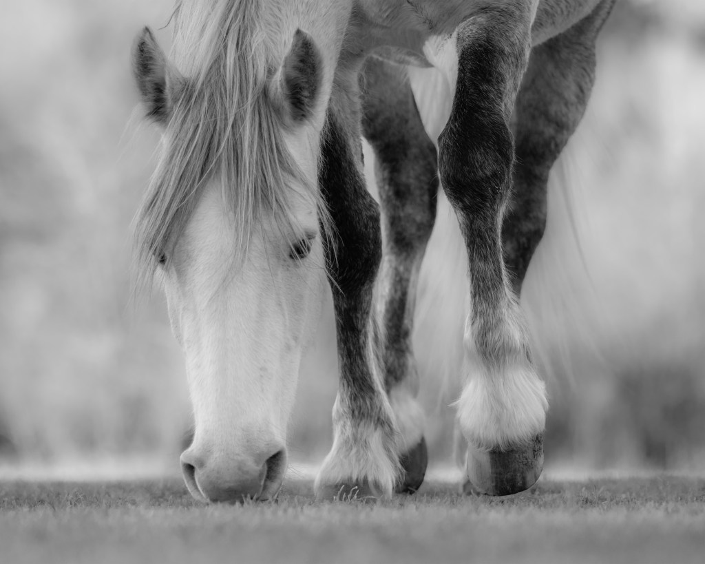 Tim Layton – Light, Silver & Wild Horses